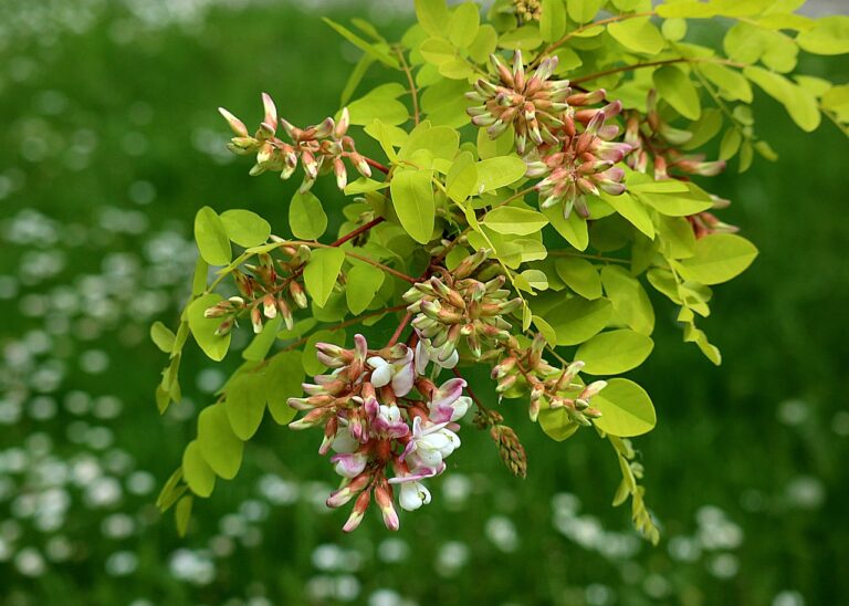 Growing Locust Trees: A Guide to Planting and Caring for Locusts