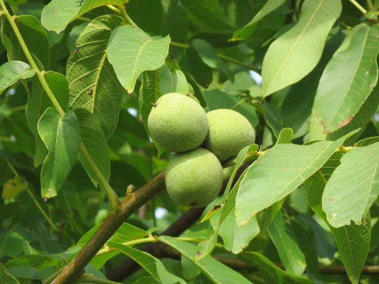 Ultimate Guide to Planting Walnut Trees