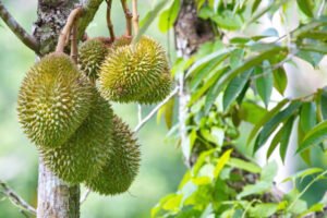 Mastering Durian tree planting: A Guide to Growing