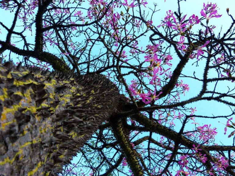 A Comprehensive Guide to Kapok tree planting