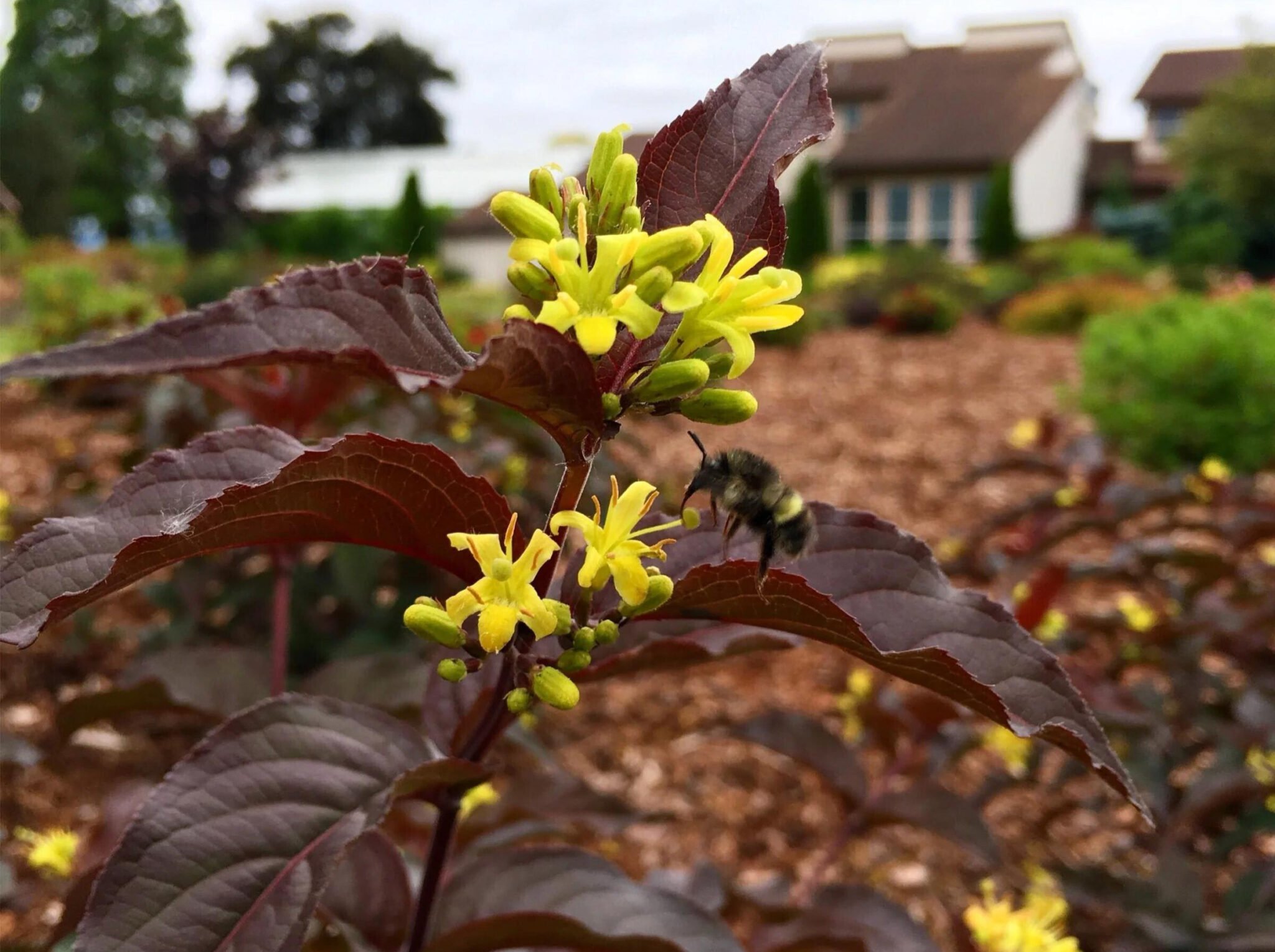Unlocking the Beauty of Diervilla planting: A Comprehensive Guide
