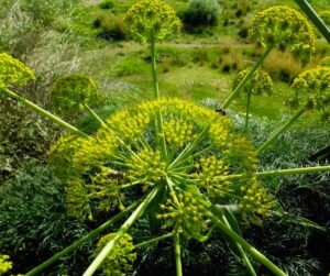 Ferula and Planting: Cultivation and Cultural Riches