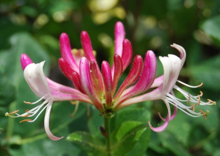 Lonicera Planting guide: Caring for Honeysuckle Vines